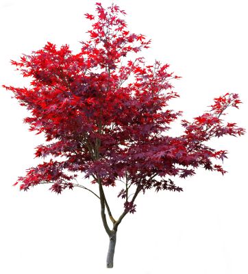 Expert Japanese Maple Trimming for Healthy, Stunning Trees